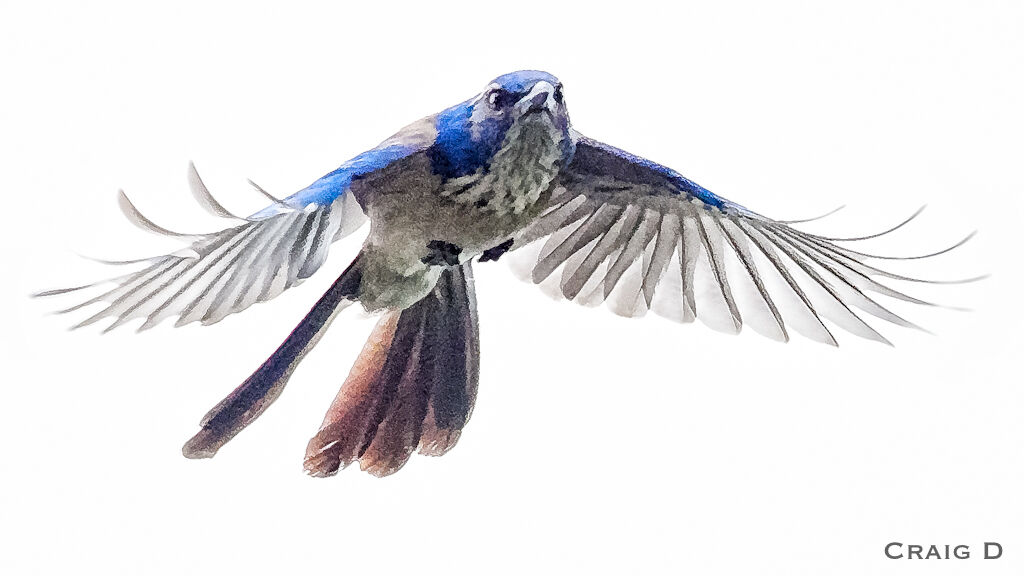 Scrub Jay in Flight: This was on an overcast day with fairly strong ...