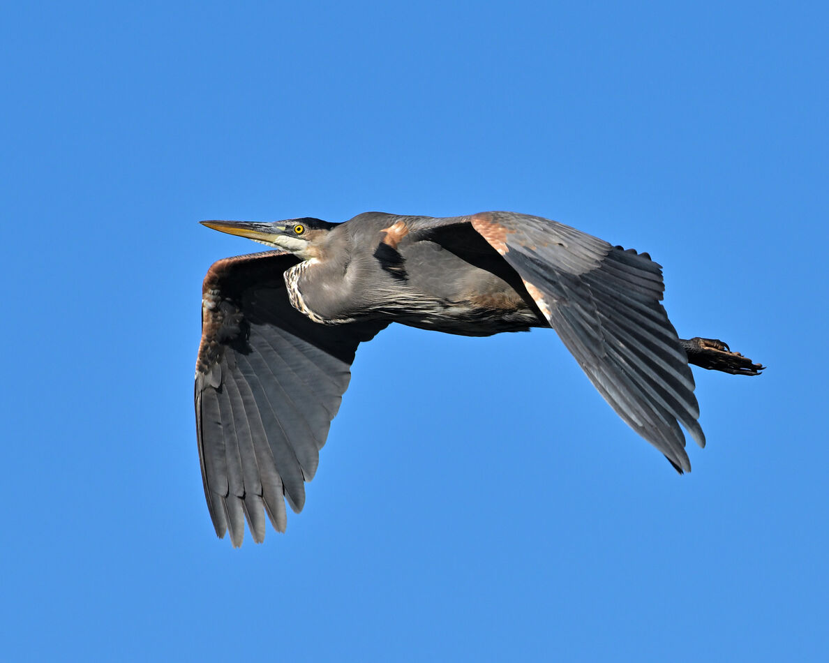 Big blue bird: After not seeing any Great Blue Herons for months it ...