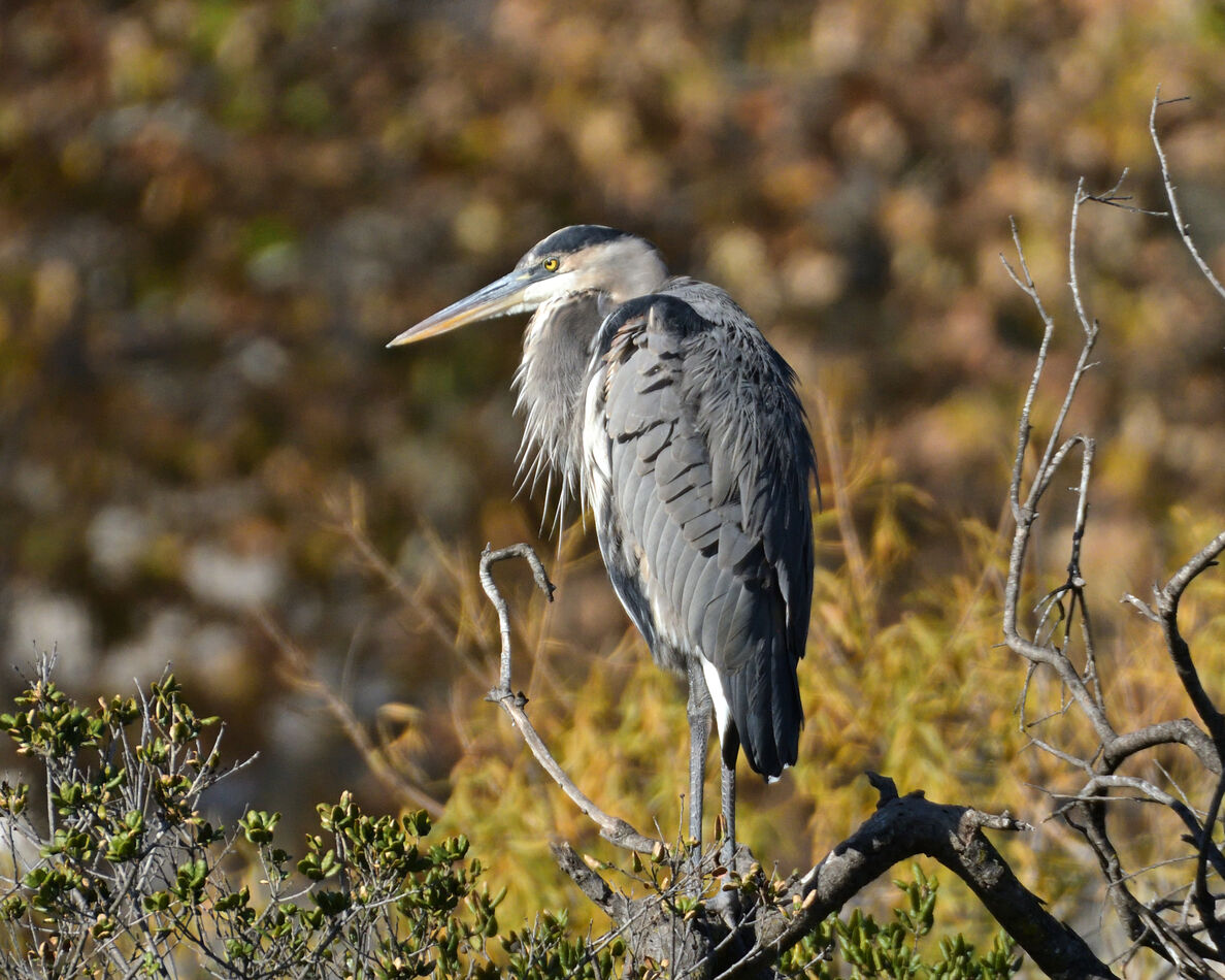 Big blue bird: After not seeing any Great Blue Herons for months it ...