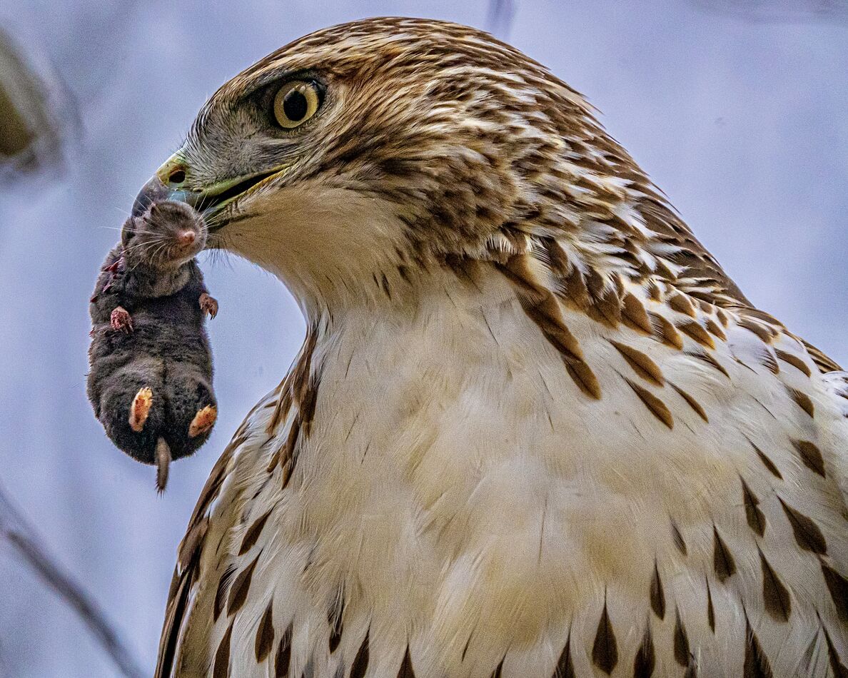 Juvy Red Tailed Hawk: I watched this beautiful young hawk fly from ...