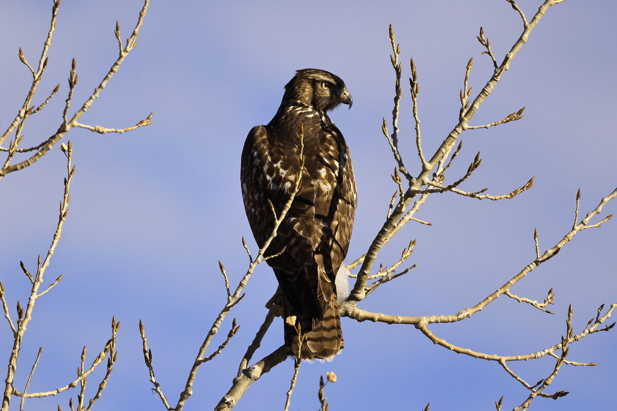 Denver Birds: Of Prey. Dennis...
