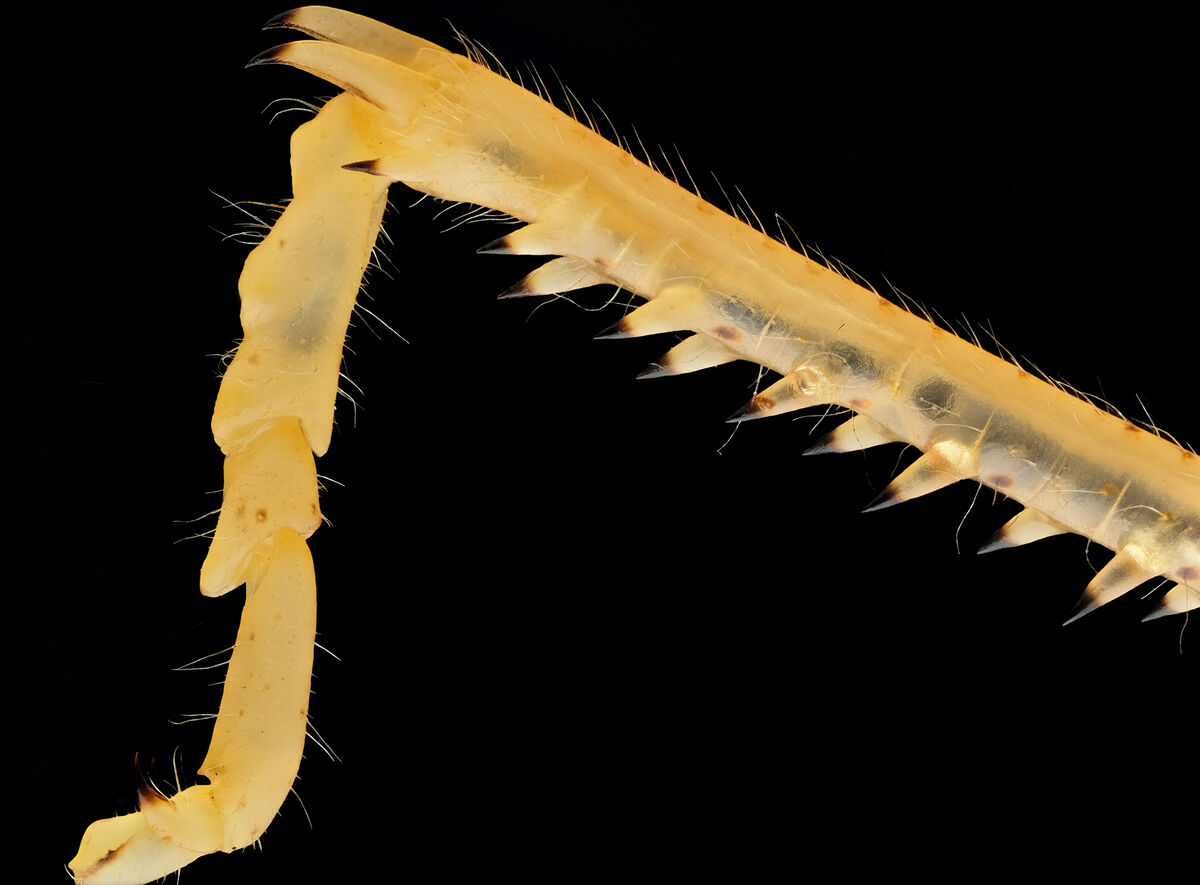 Focus Stacked Image of Grasshopper Leg & Foot: This is a focus-stacked ...