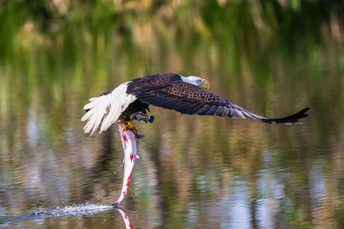 Bald Eagle with Catfish: I had a real problem today the eagles where ...