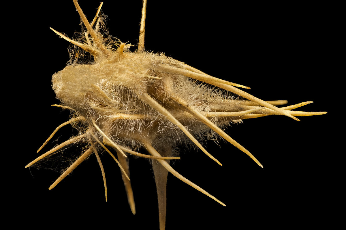 Cocklebur: Sometimes I find something to stage for a focus stacking ...