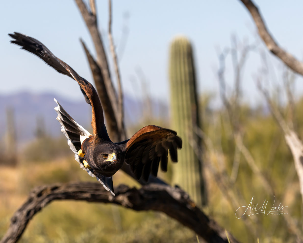 Raptors, Reptiles and Mammals, Oh My! Images that I captured at the ...
