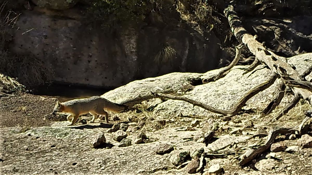 Grey foxes showing off for trail cameras--plus a ringtail: Winter can ...