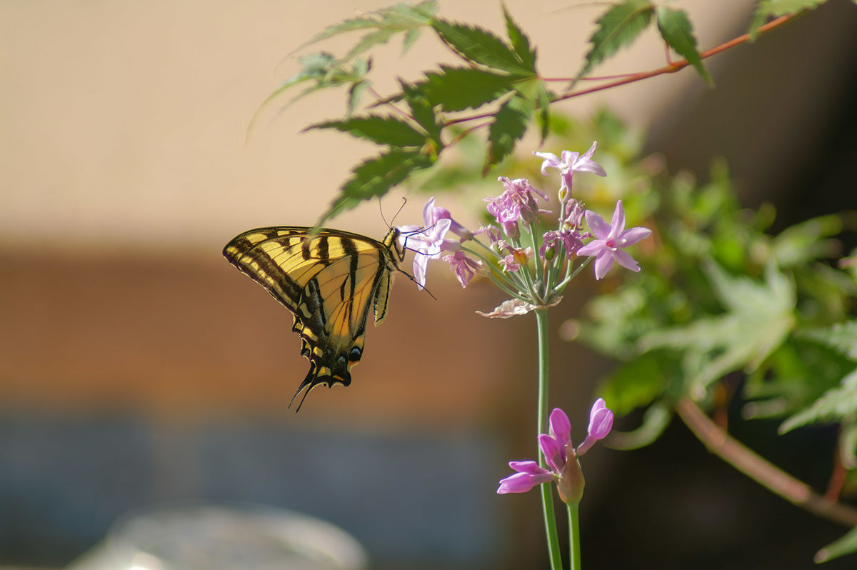 Butterflys: A few butterfly photos. From my old Minolta Maximum 5D, 6mp ...