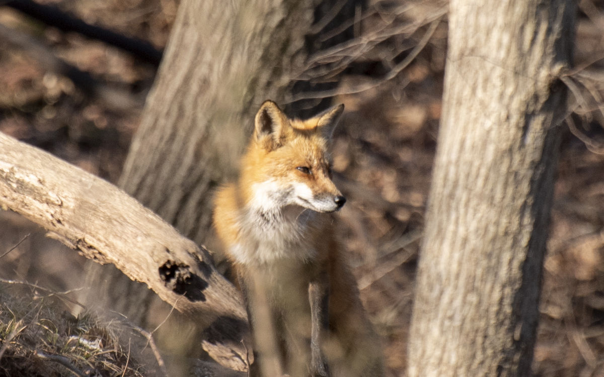 Watch Fox: Waiting to see if there are kits coming. None in the field ...