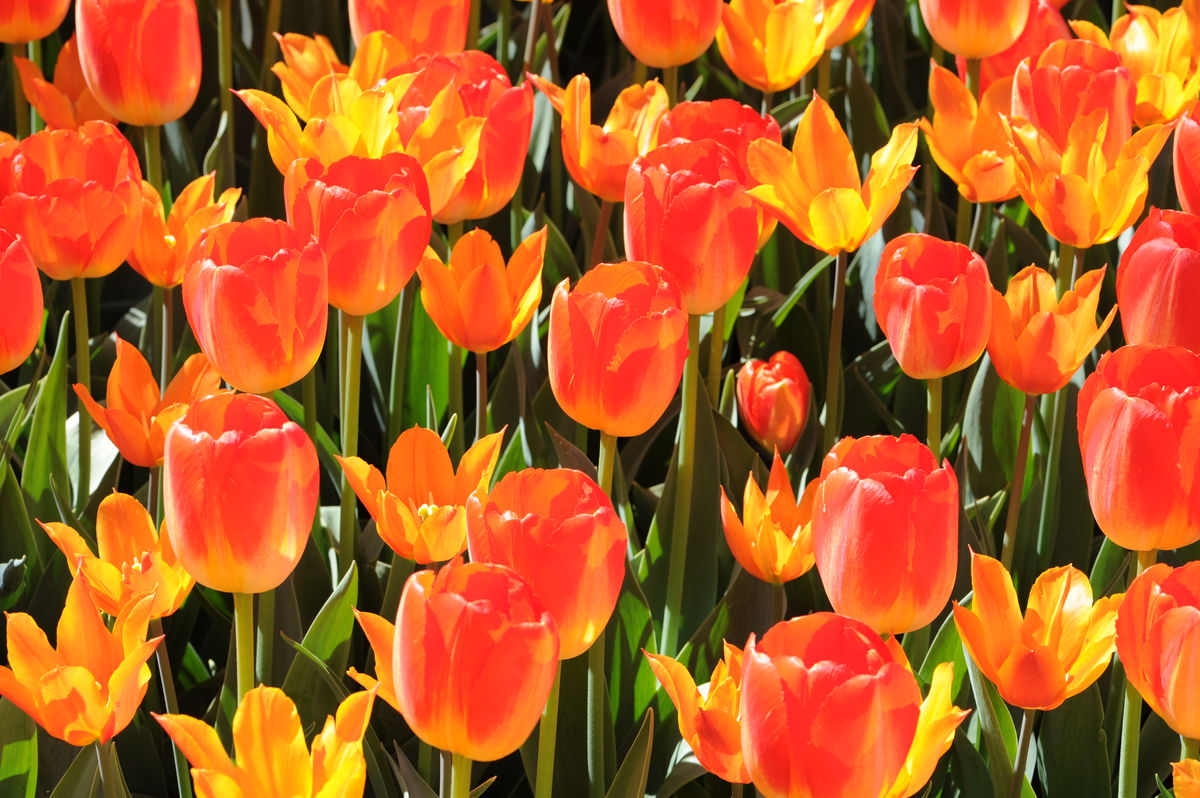 Electric Tulips: Sunny backlighting...