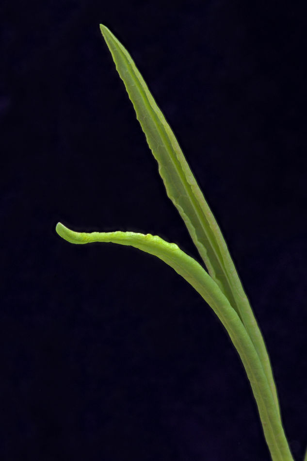 Final edition: Well I have finished everything I can do for little to ...