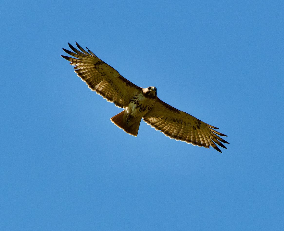 Fly over: Captured this hawk flying over sitting on my deck yesterday.