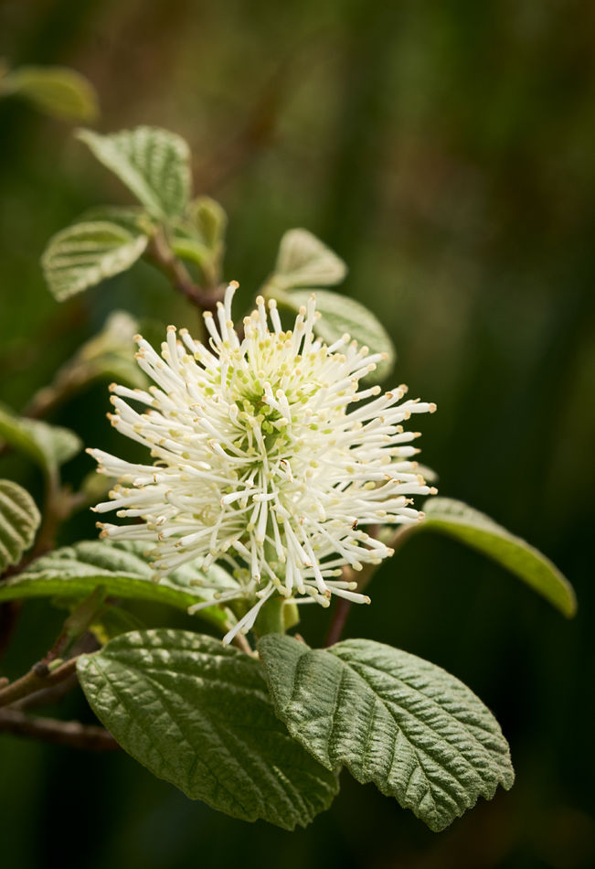 Blooming Koosh Balls: My wife calls it her koosh ball bush ...