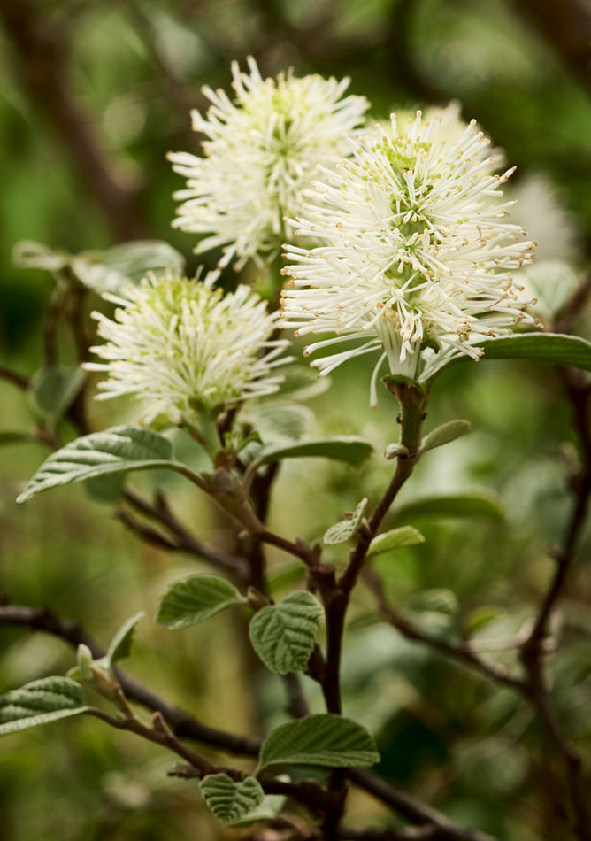 Blooming Koosh Balls: My wife calls it her koosh ball bush ...