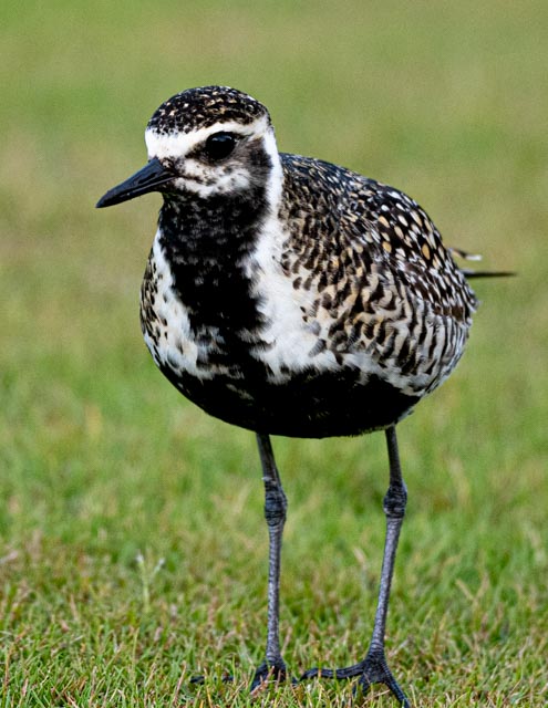 Gone for the summer: This Kolea or Pacific Golden Plover (I've name him ...