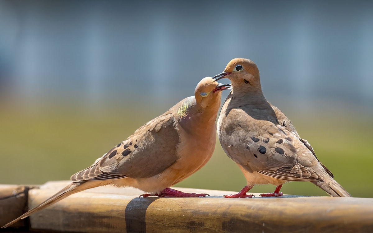 Lovey Dovey: The courtship ritual of Mourning Doves is something to ...