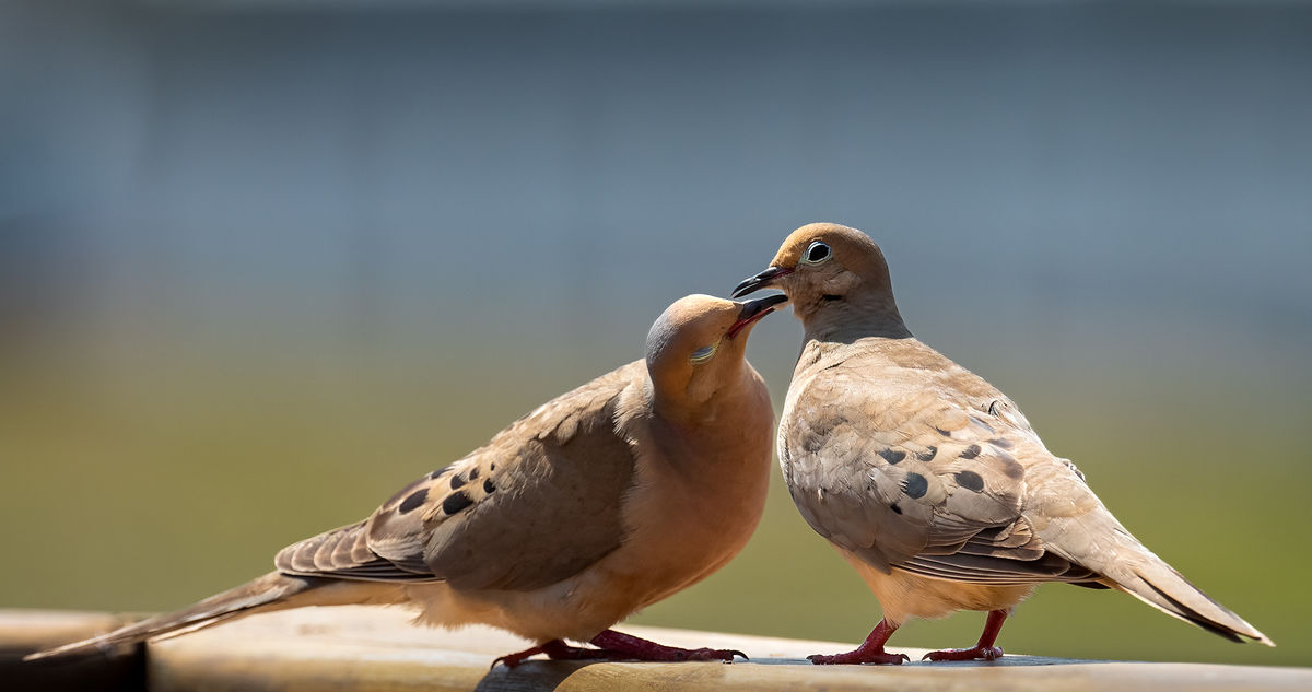 Lovey Dovey: The courtship ritual of Mourning Doves is something to ...