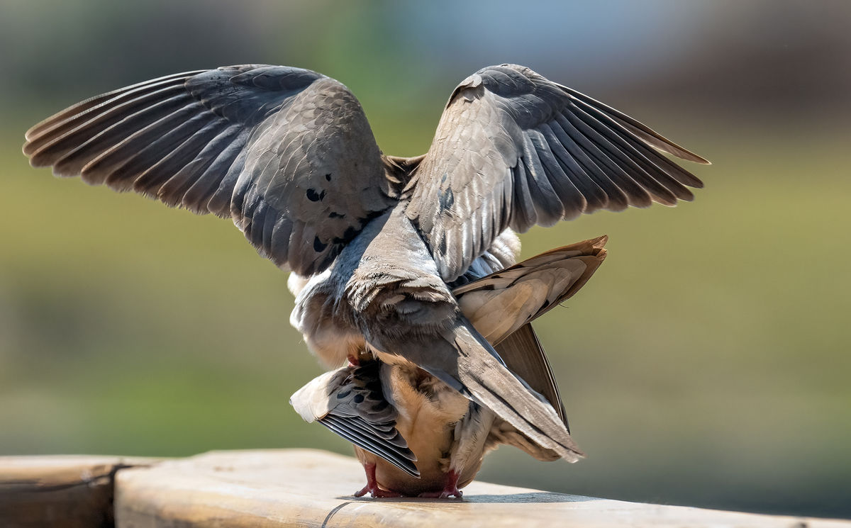 Lovey Dovey: The courtship ritual of Mourning Doves is something to ...
