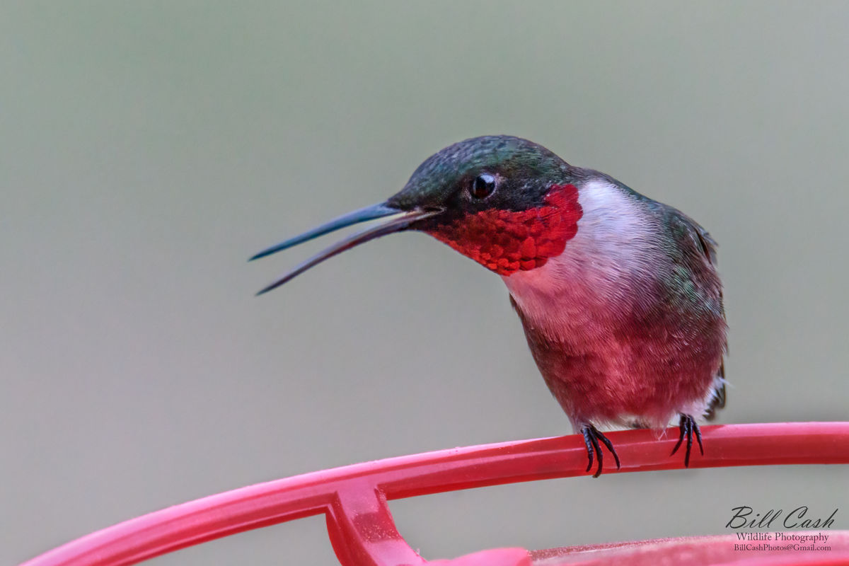 Back to the birds: I just posted #76 of 300 Birds on Facebook Tonight I ...