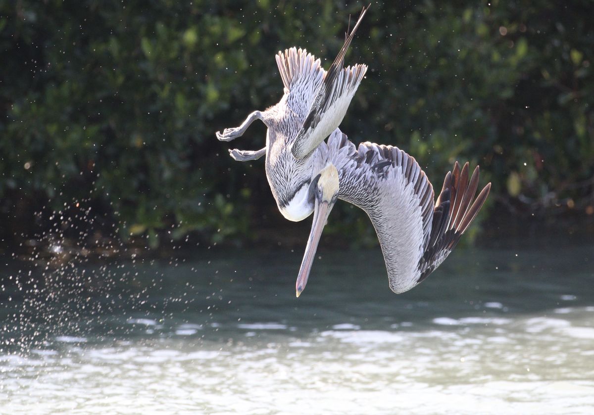 Pelican on a mission: “Pelicans have several adaptations to diving ...