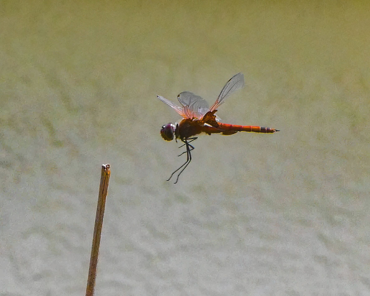 Dragonfly in flight: Dragonfly about to land.
