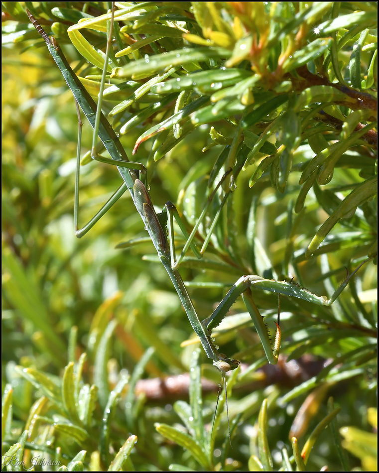 Mantis: It's always fun to see what pops up when you water the garden ...