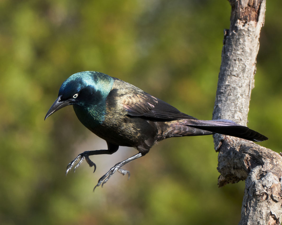 I'm Not Flying...Just Jumping: Common Grackle. :sm02:...