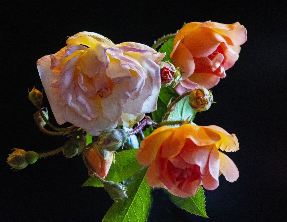 wild roses: we were given a few cuttings. I set up my black box with a ...