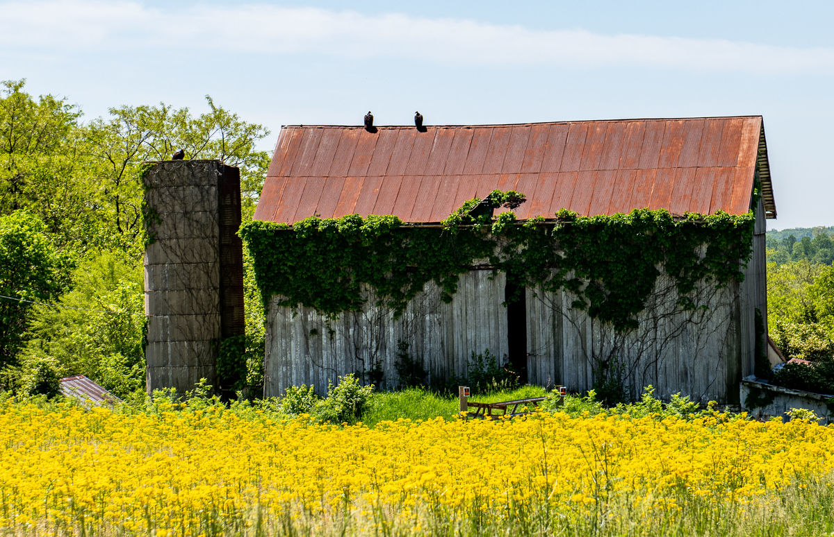 Abandoned barn: Not much use for these old barns nowadays.