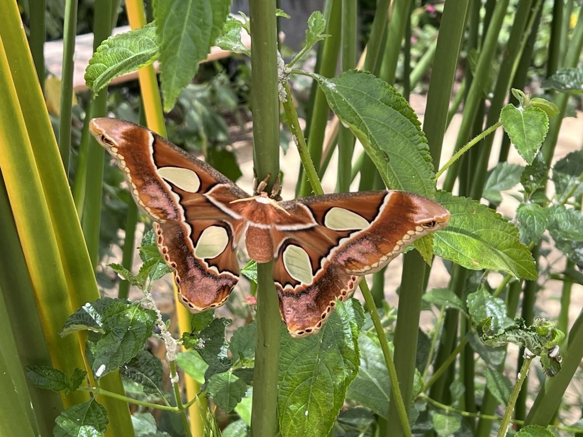 Back to the Butterflies: Could not help but return 2 weeks after my ...