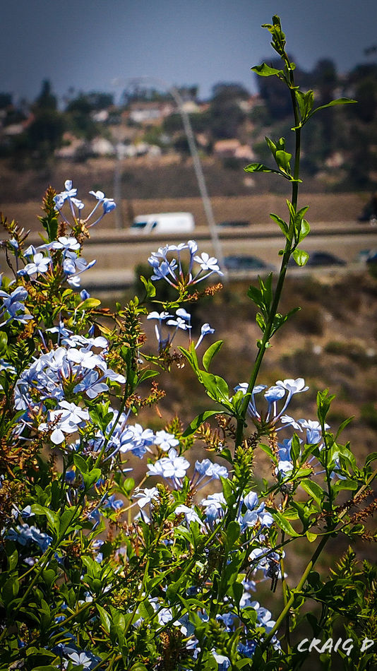 Freeway Flowers: Sometimes it’s what you choose to focus on. This is an ...