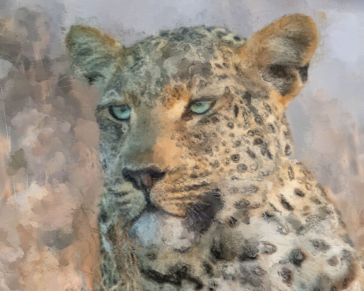 Painted Leopard: Original Image with permission from Peter Kingma ...