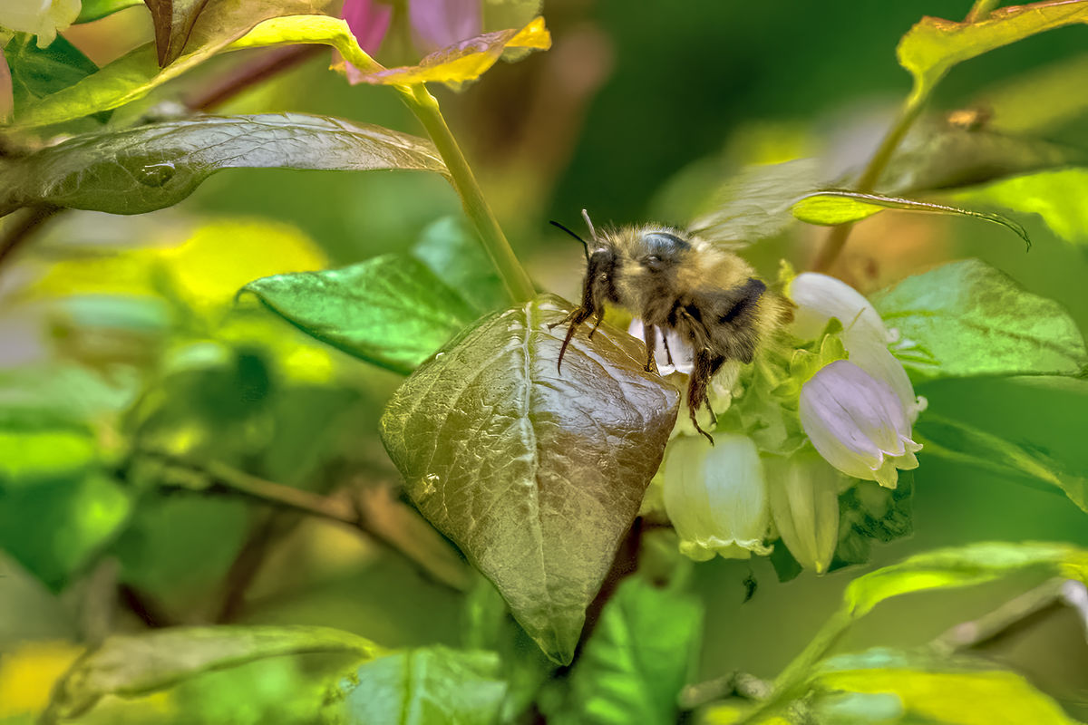 Bumblebees On Blooms-Luv Me Sum Bees 5-19-2022 Our Yard: Out front ...