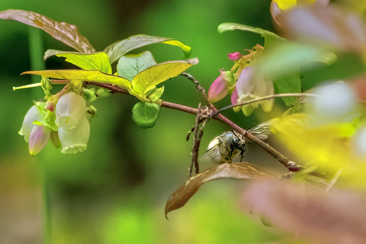 Bumblebees On Blooms-Luv Me Sum Bees 5-19-2022 Our Yard: Out front ...