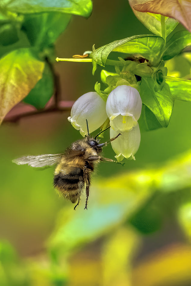 Bumblebees On Blooms-Luv Me Sum Bees 5-19-2022 Our Yard: Out front ...