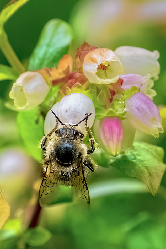 Bumblebees On Blooms-Luv Me Sum Bees 5-19-2022 Our Yard: Out front ...