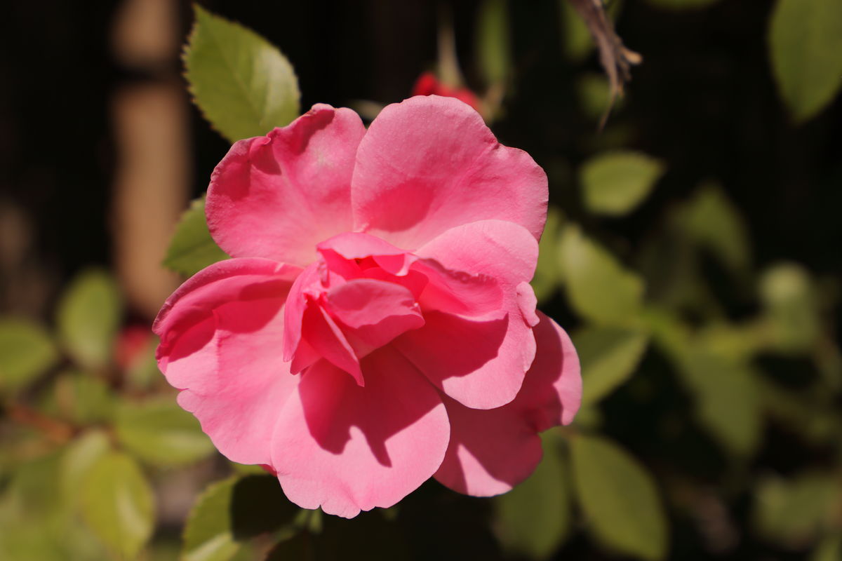 My First Rose of Spring NM: My First Rose of Spring NM...