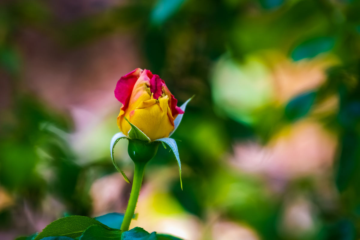 Not ready for prime time: The roses are mostly not ready to bloom yet ...