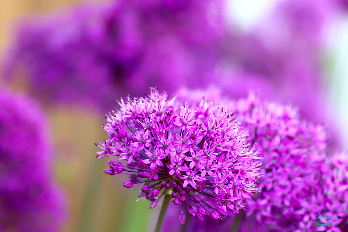 Closeup Giant Ornamental Onion: Camera: Canon SL2/200D Lens: Tamron SP ...