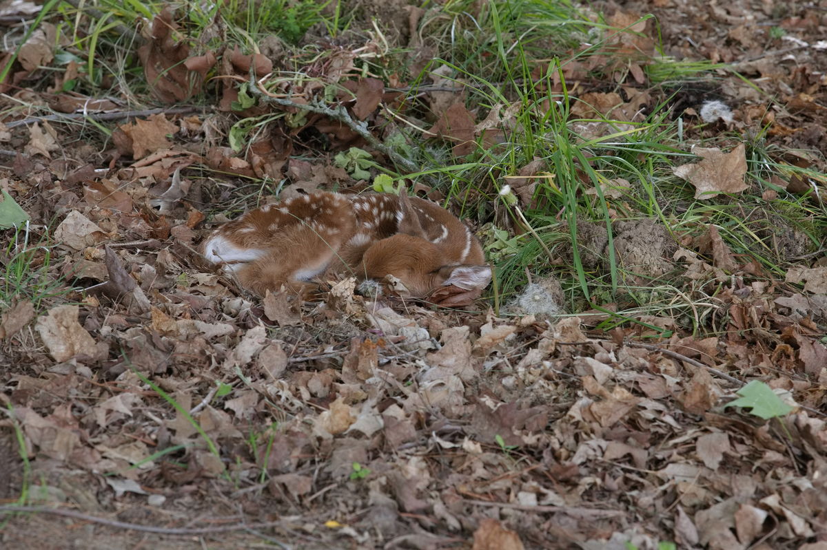 Fawn at rest: this fawn is resting while mom is out foraging and is no ...