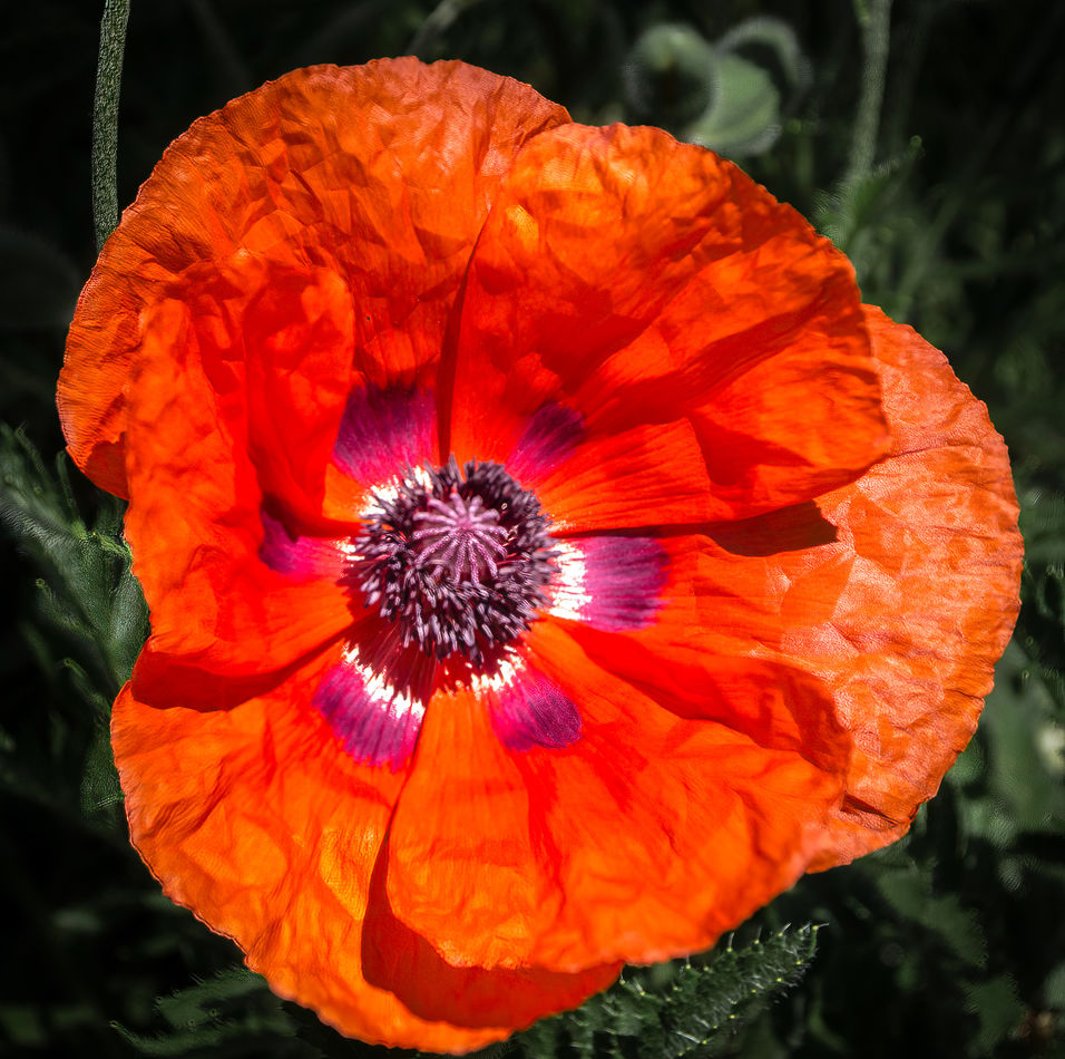 Orange Poppy: I have a patch in my yard, and I have always liked these ...