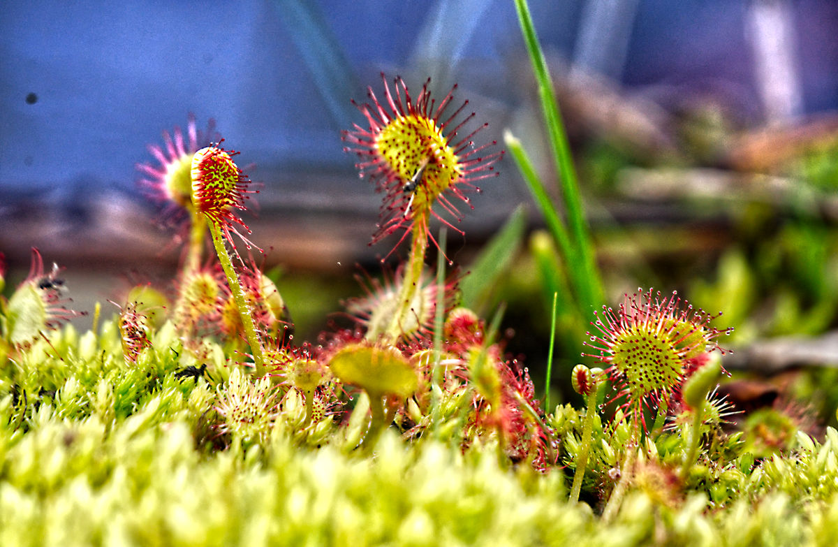 Round Leafed Sundew: Of the three carnivorous plants that reside in our ...