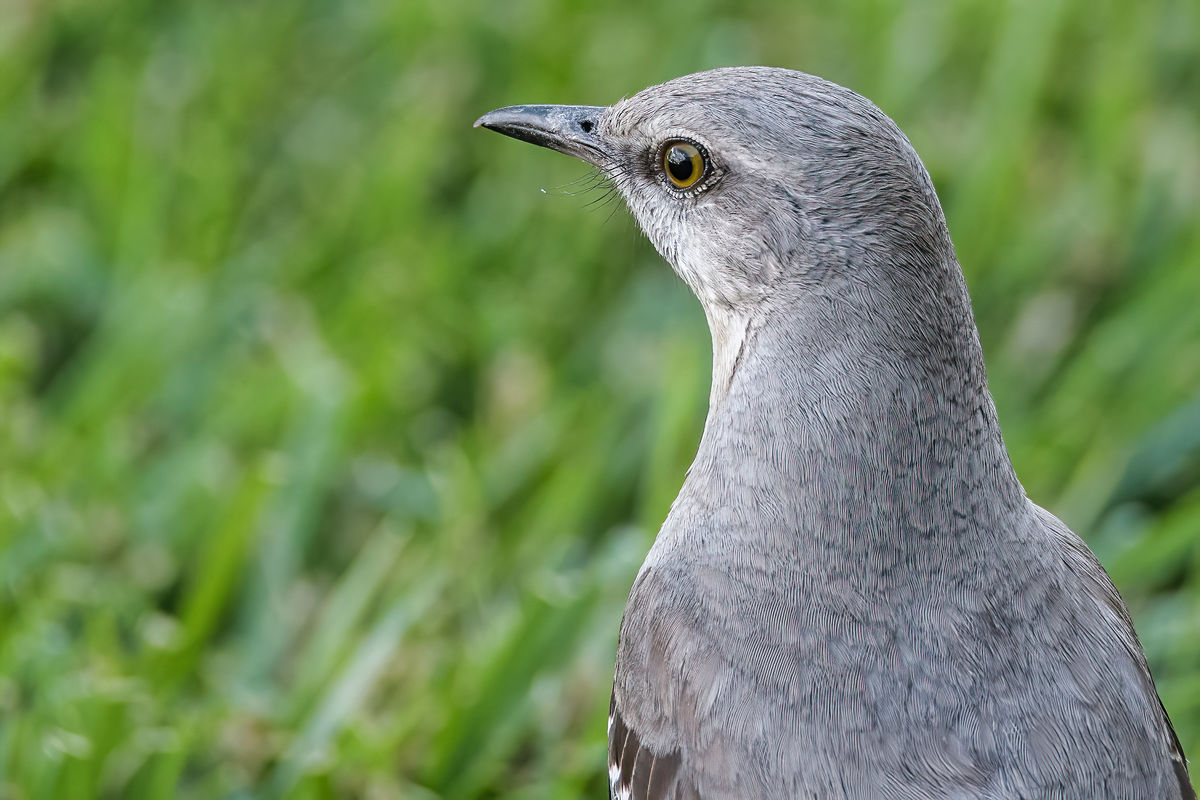 Northern mockingbird portrait: When this mockingbird flew up to me ...
