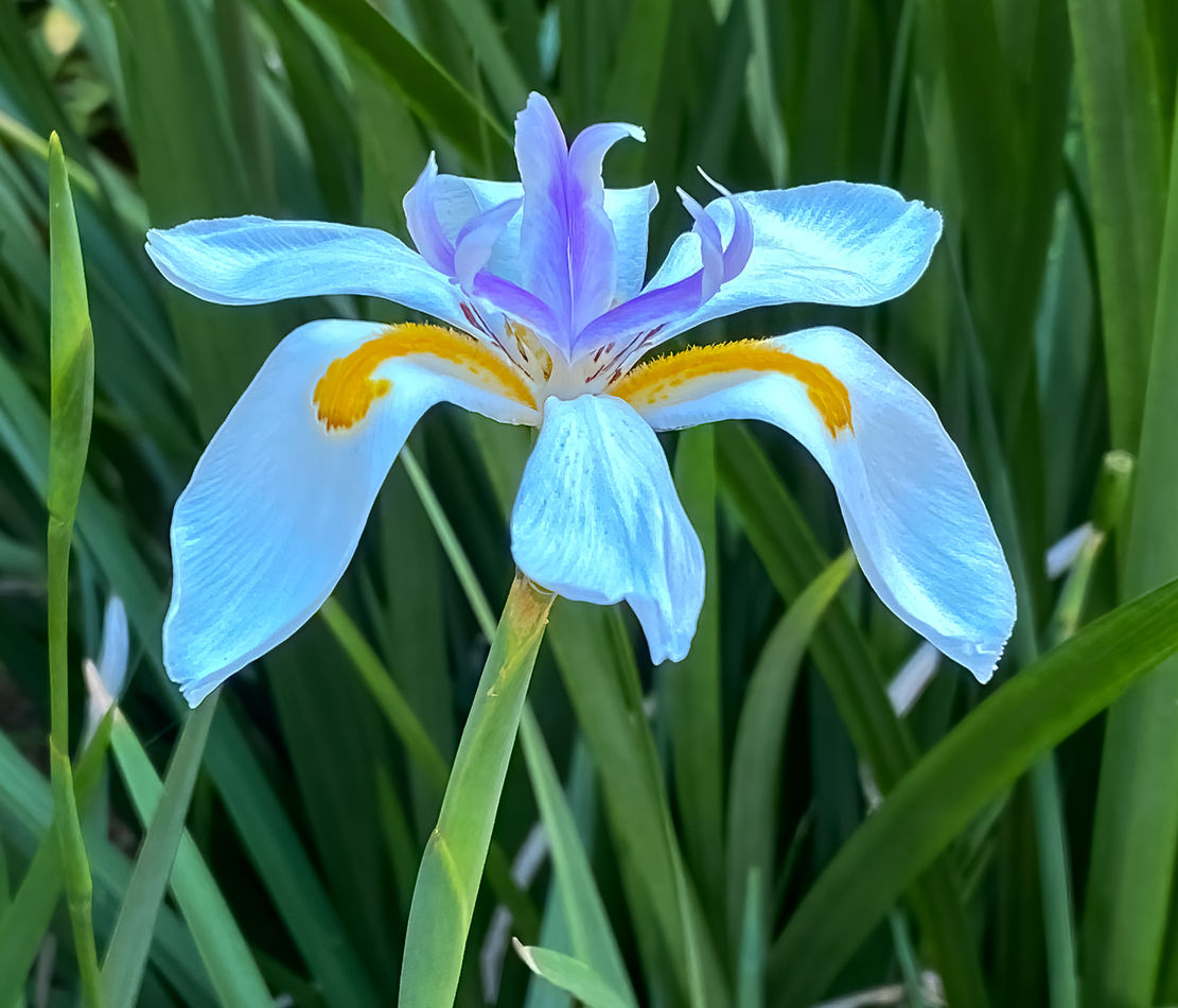 Hilton Head flowers: I never set out to photograph flowers while we ...