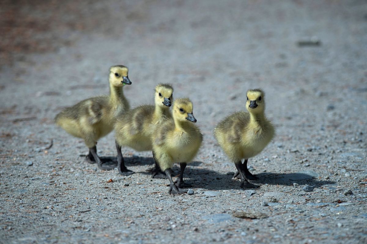 First Canada Goose goslings of the year at Reifel Sanctuary and a few ...