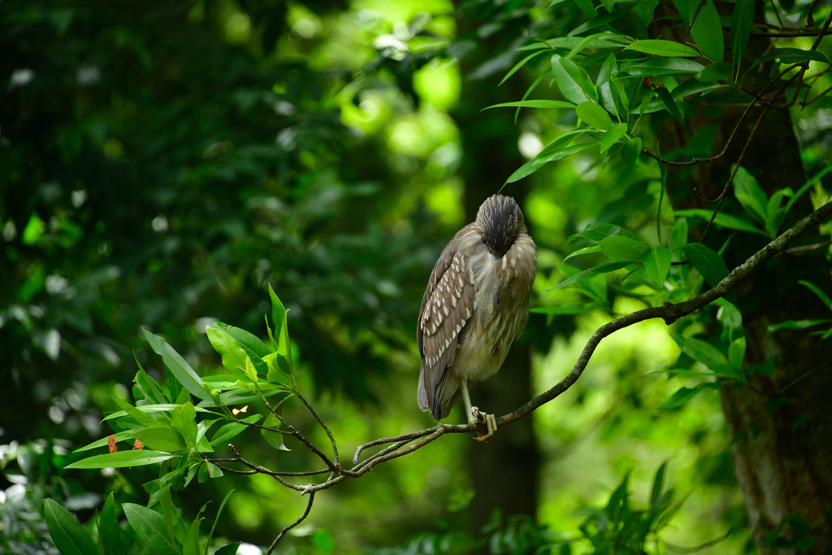 When it is nap time: Just some birds napping Homosassa Springs Florida...