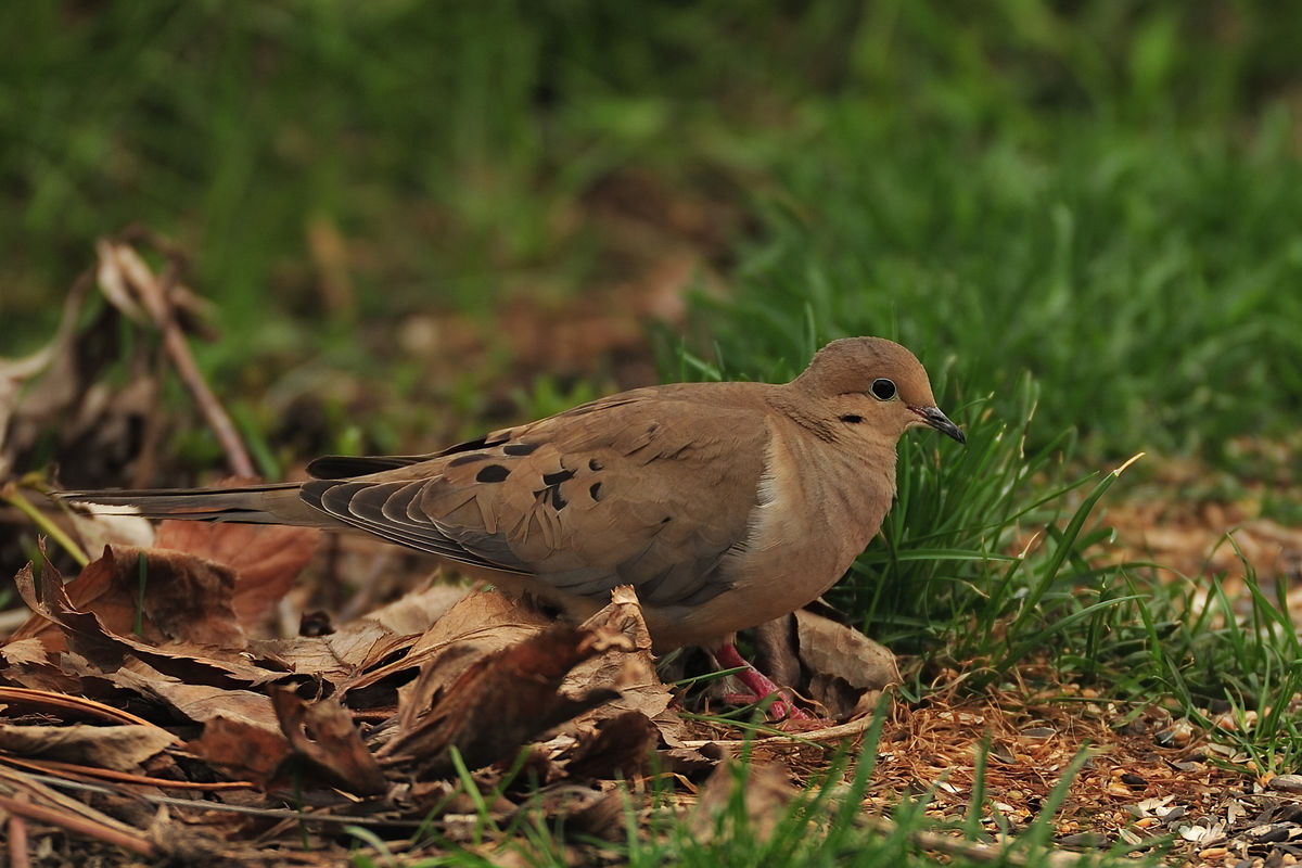 Birds have such intricate feather detail: I always love to photograph ...
