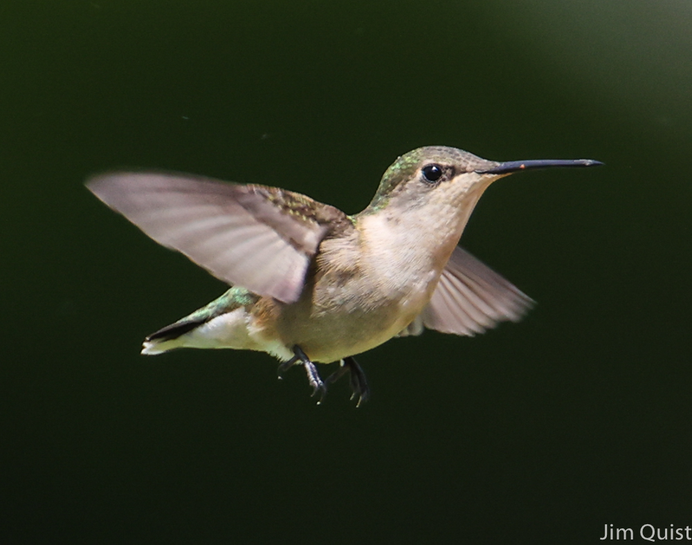 Hummingbird: The first Hummingbird of the year at our house. Canon 1DX ...