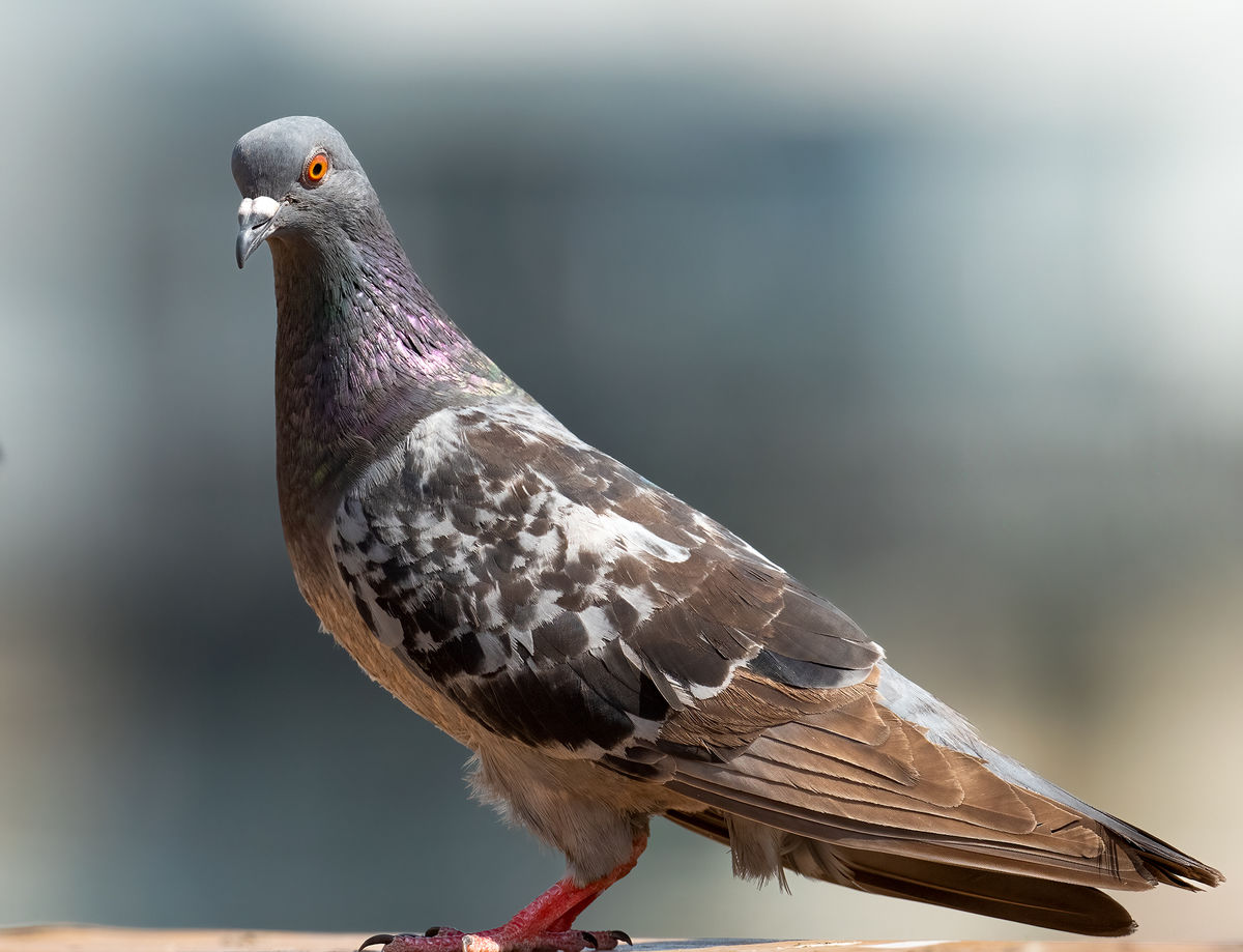 Pesky Pigeons: Rock Pigeons can be both nuisance and a treat to behold ...