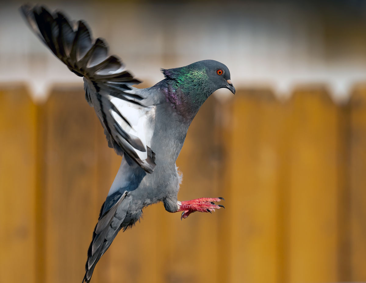 Pesky Pigeons: Rock Pigeons can be both nuisance and a treat to behold ...