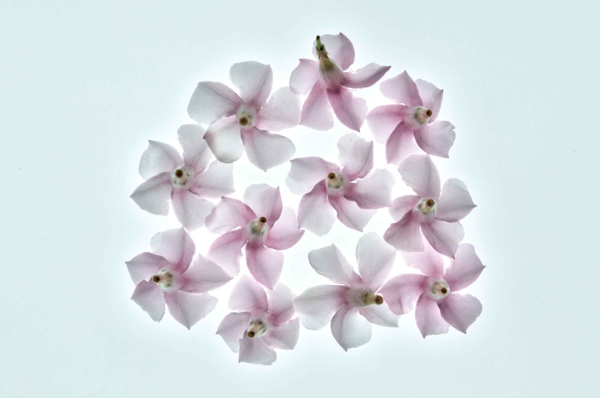 Lightbox Flower Portraits - Series 1: I've been experimenting with ...